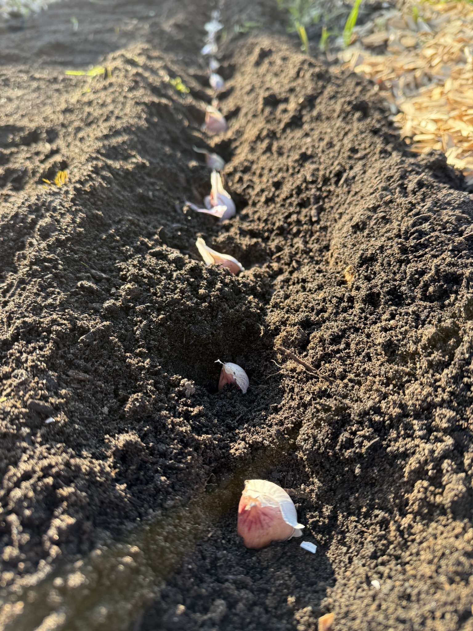 Chinesischer Knoblauch Anpflanzen