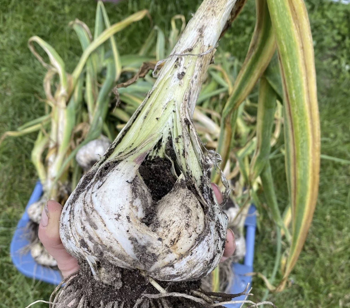 Elefantenknoblauch - Anbauen und Ernten von Knoblauch