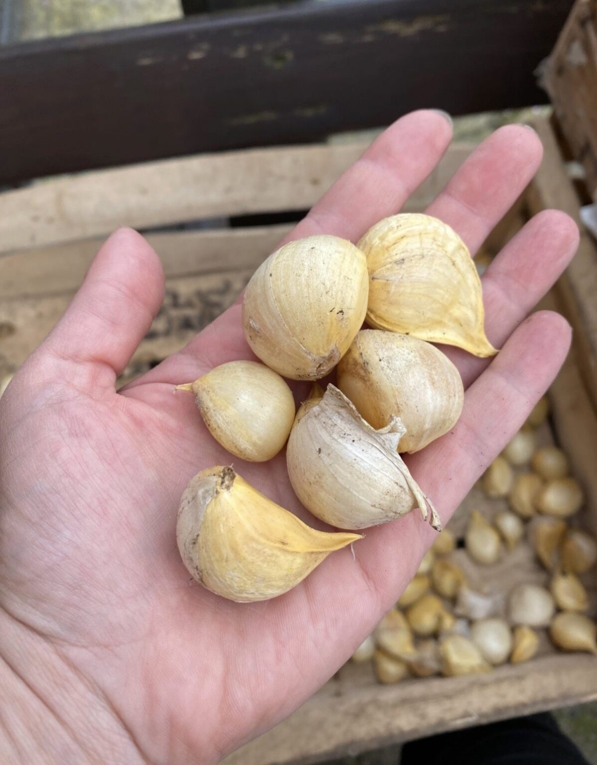 Elefantenknoblauch - Anbauen und Ernten von Knoblauch