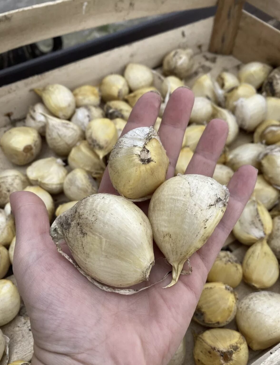Elefantenknoblauch - Anbauen und Ernten von Knoblauch
